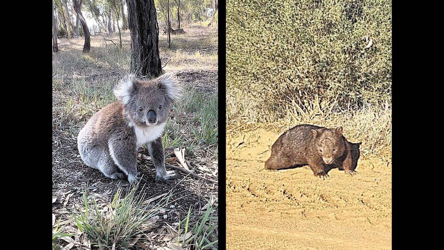 Rare native animal sightings